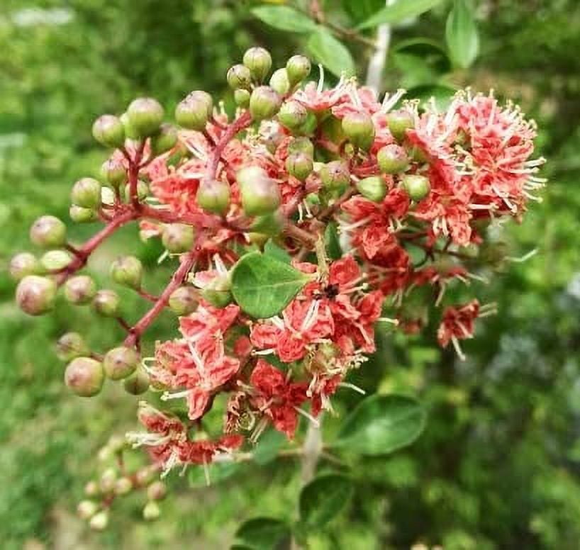 CZ Grain 30 Lawsonia Inermis Plant Seeds, Fragrant Flowering Shrub ...