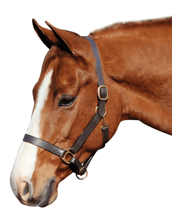 Henri de Rivel Advantage Leather Halter - Australian Nut - Cob ...
