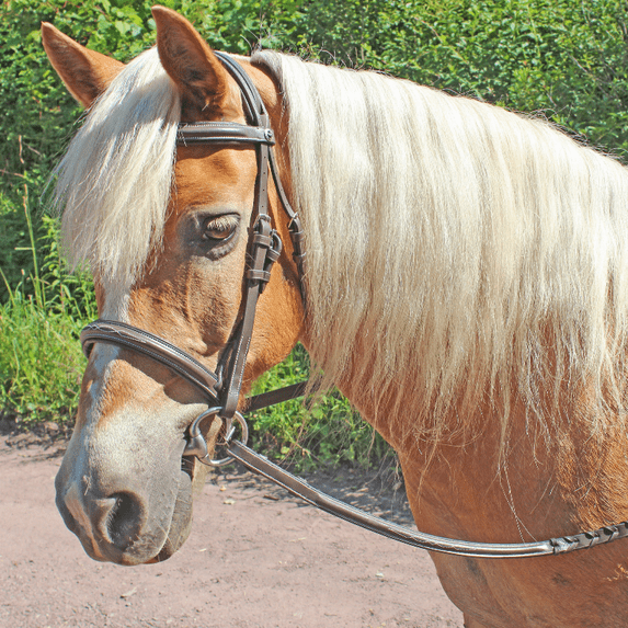 Henri de Rivel Pro Fancy Raised Comfort Crown Padded Bridle With Fancy ...