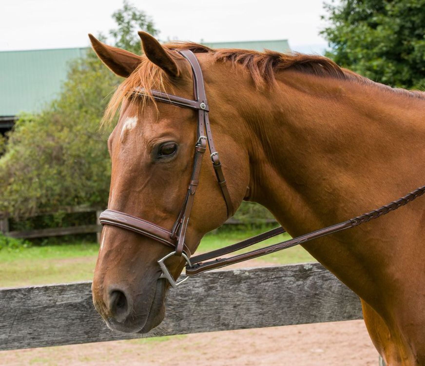 Henri de Rivel Pro Mono Crown Bridle with Padded Wide Noseband with ...