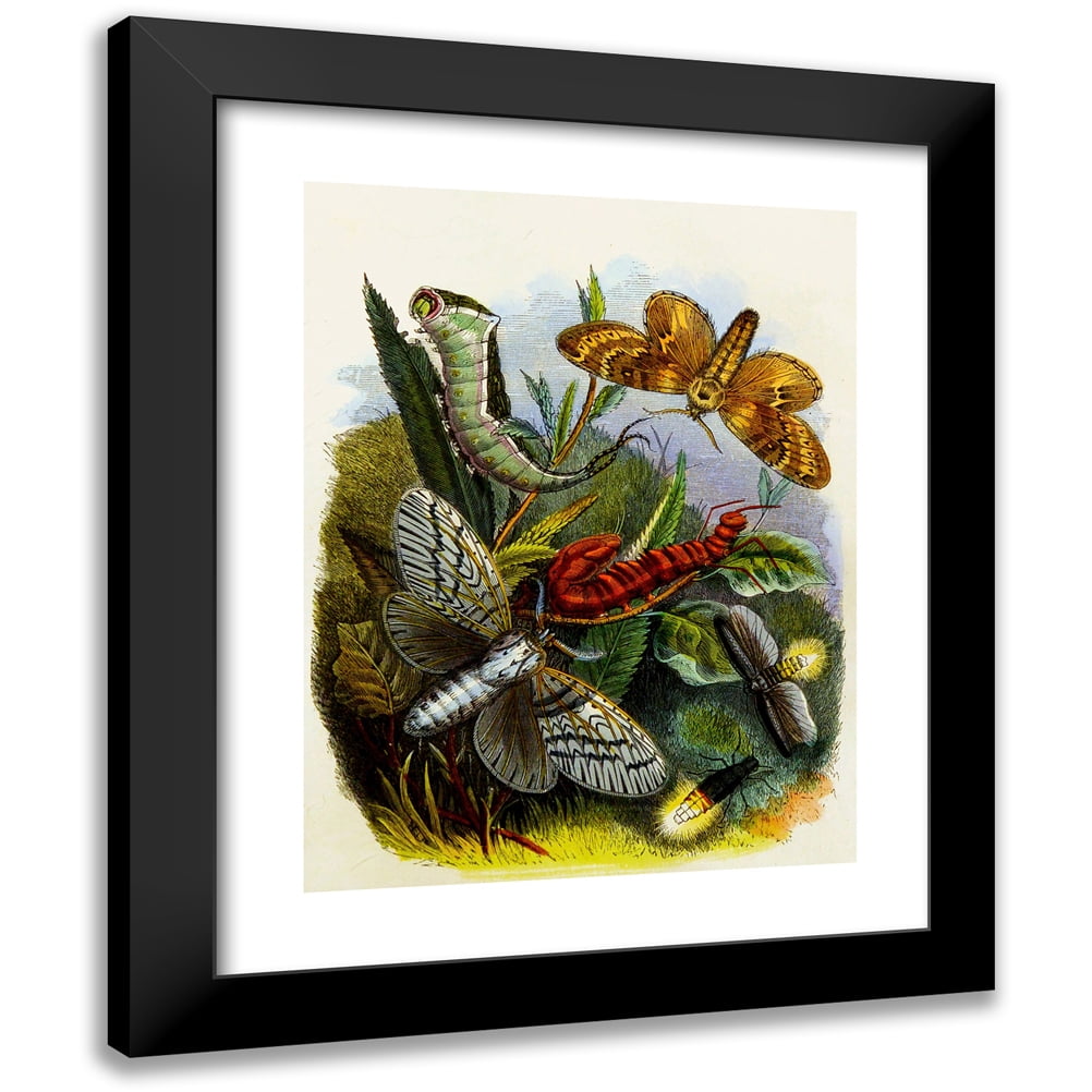 Henry Noel Humphreys 19x24 Black Modern Framed Museum Art Print Titled ...