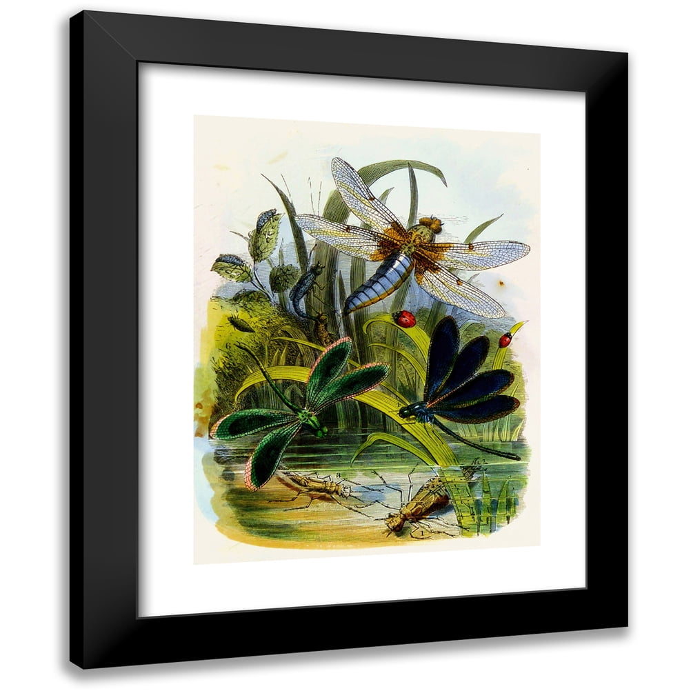 Henry Noel Humphreys 19x24 Black Modern Framed Museum Art Print Titled ...