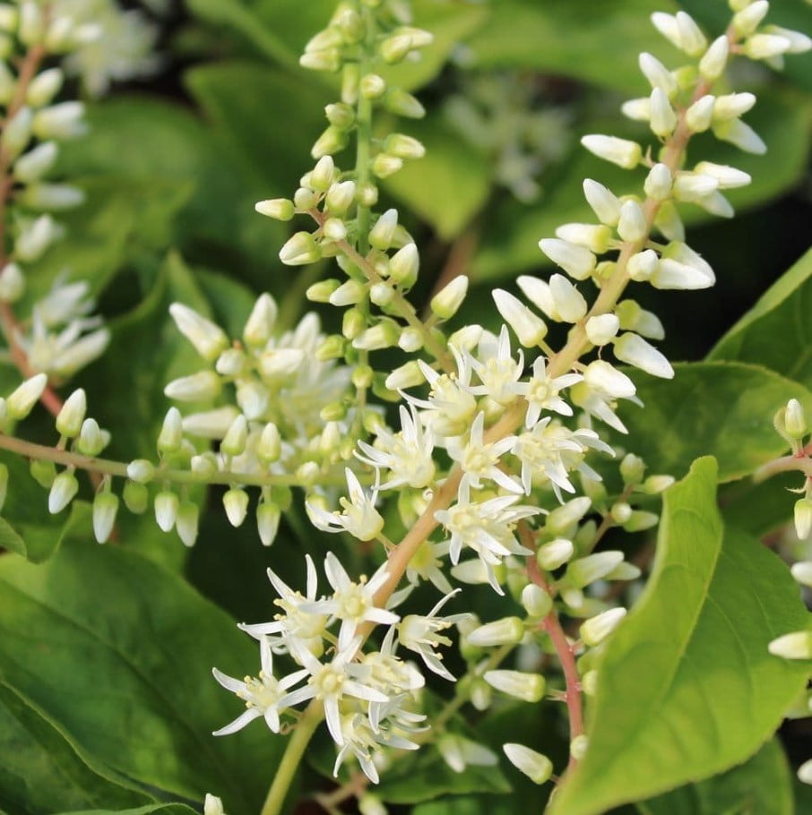 Henry's Garnet Sweetspire Itea Virginica Sweetspire Plant 6-12" in a 4 ...