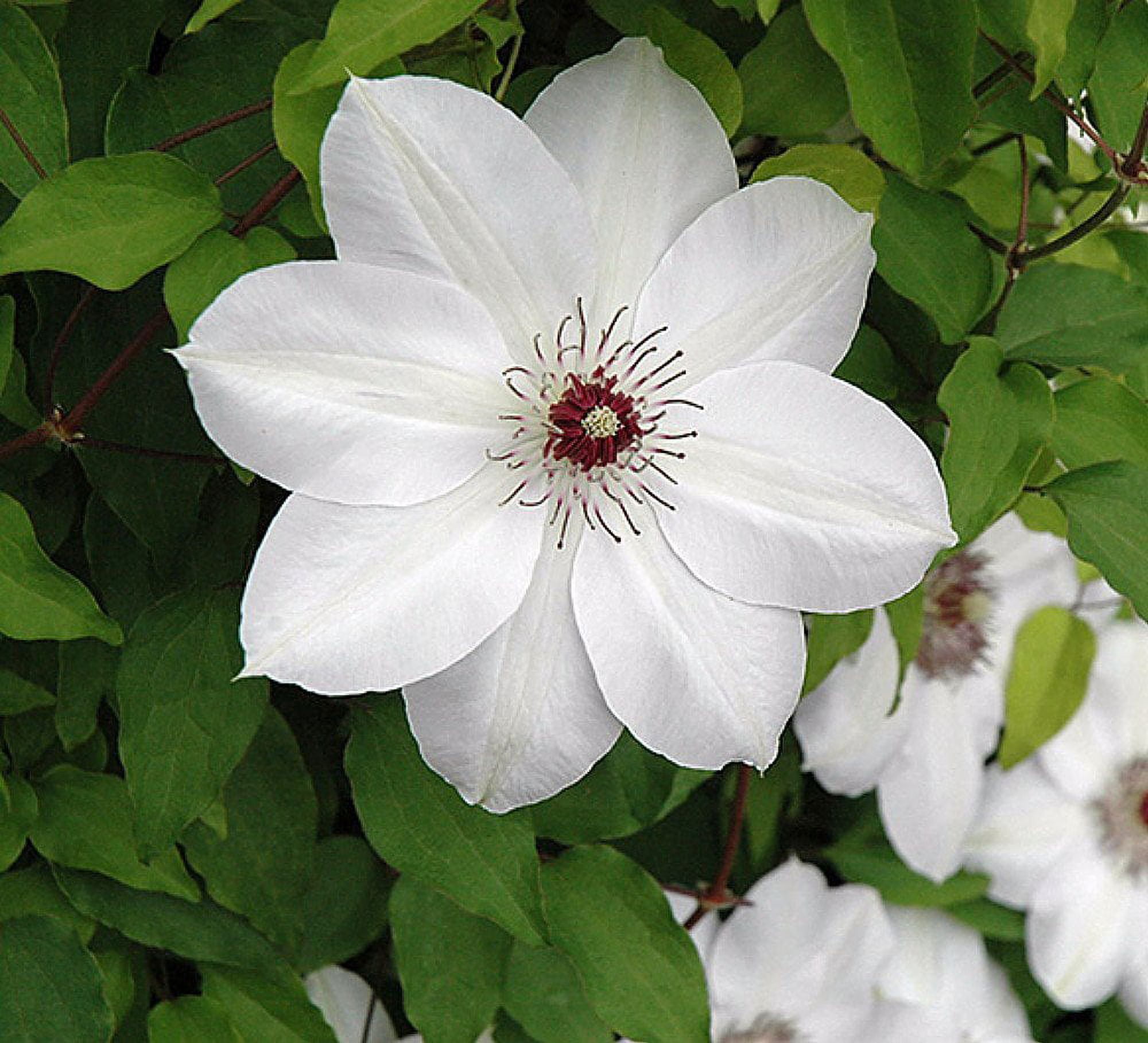 "Henryi Clematis Vine - Pure White - Live Plant for Full Sun Outdoor ...