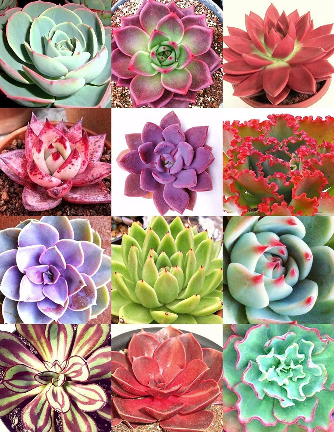 CZ Grain Hens and Chicks Cactus Succulent Seeds 50 Very Small Seeds ...