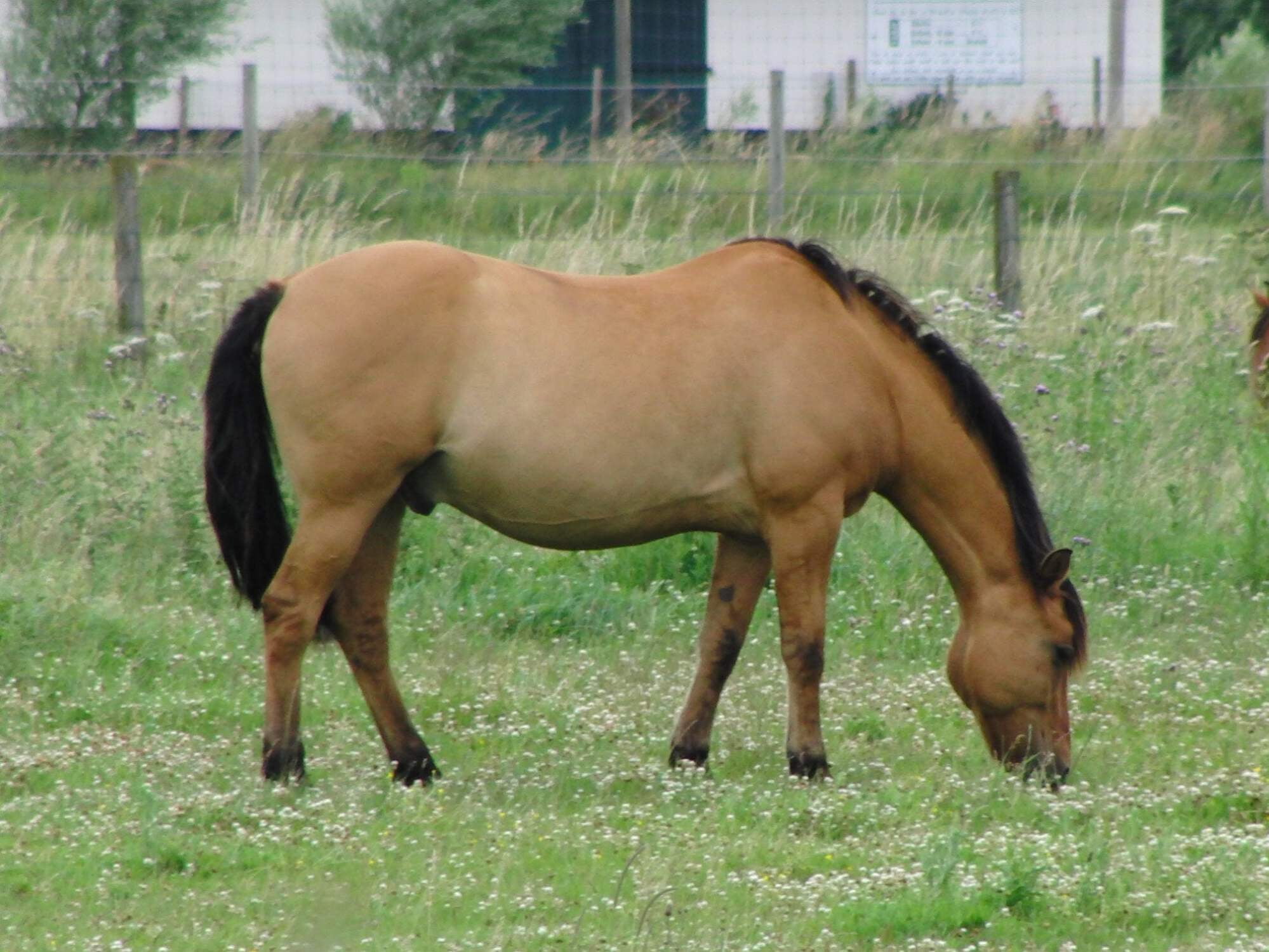 Henson Horse Breed GLOSSY POSTER PICTURE PHOTO PRINT BANNER ...