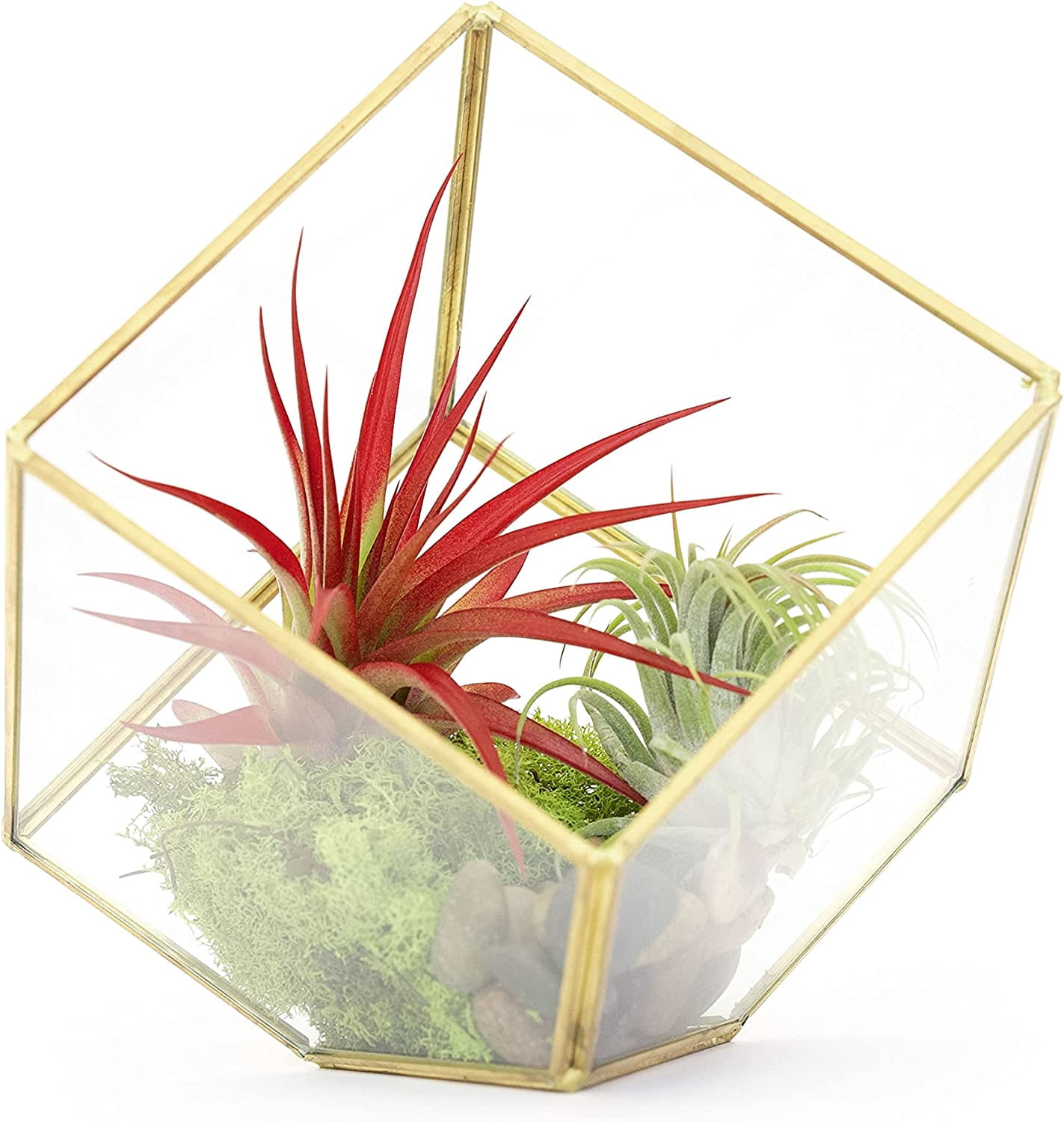 Heptahedron Geometric Glass Terrarium Kit with Red Abdita and Ionantha ...