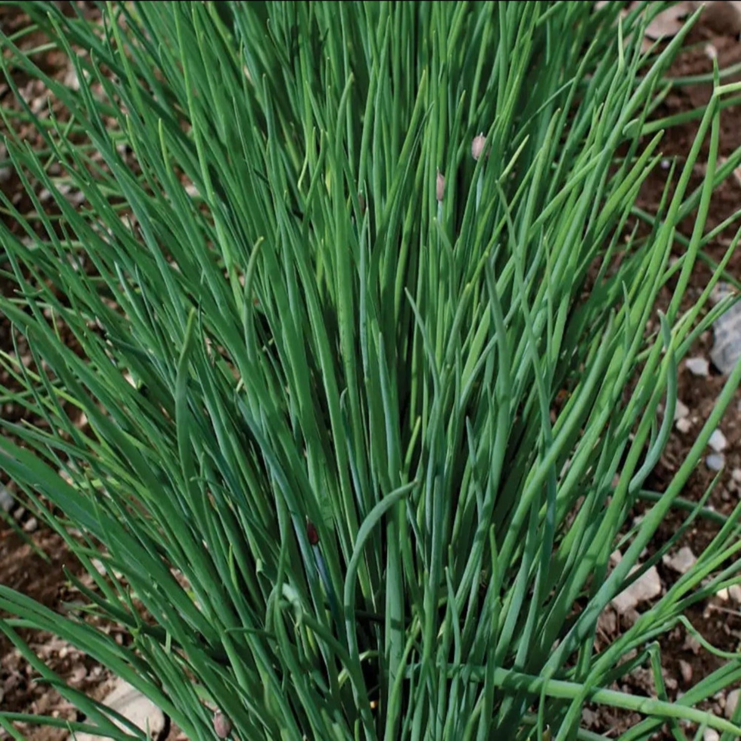 Herb, Common Chive Seeds - Walmart.com