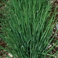 Herb, Common Chive Seeds - Walmart.com