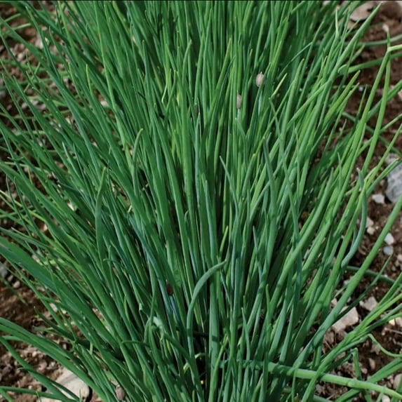 Herb, Common Chive Seeds - Walmart.com