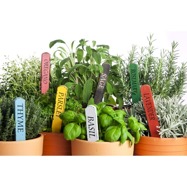 Herb Garden Seeds Collection (10-Pack) - 100% Non GMO, Open Pollinated ...