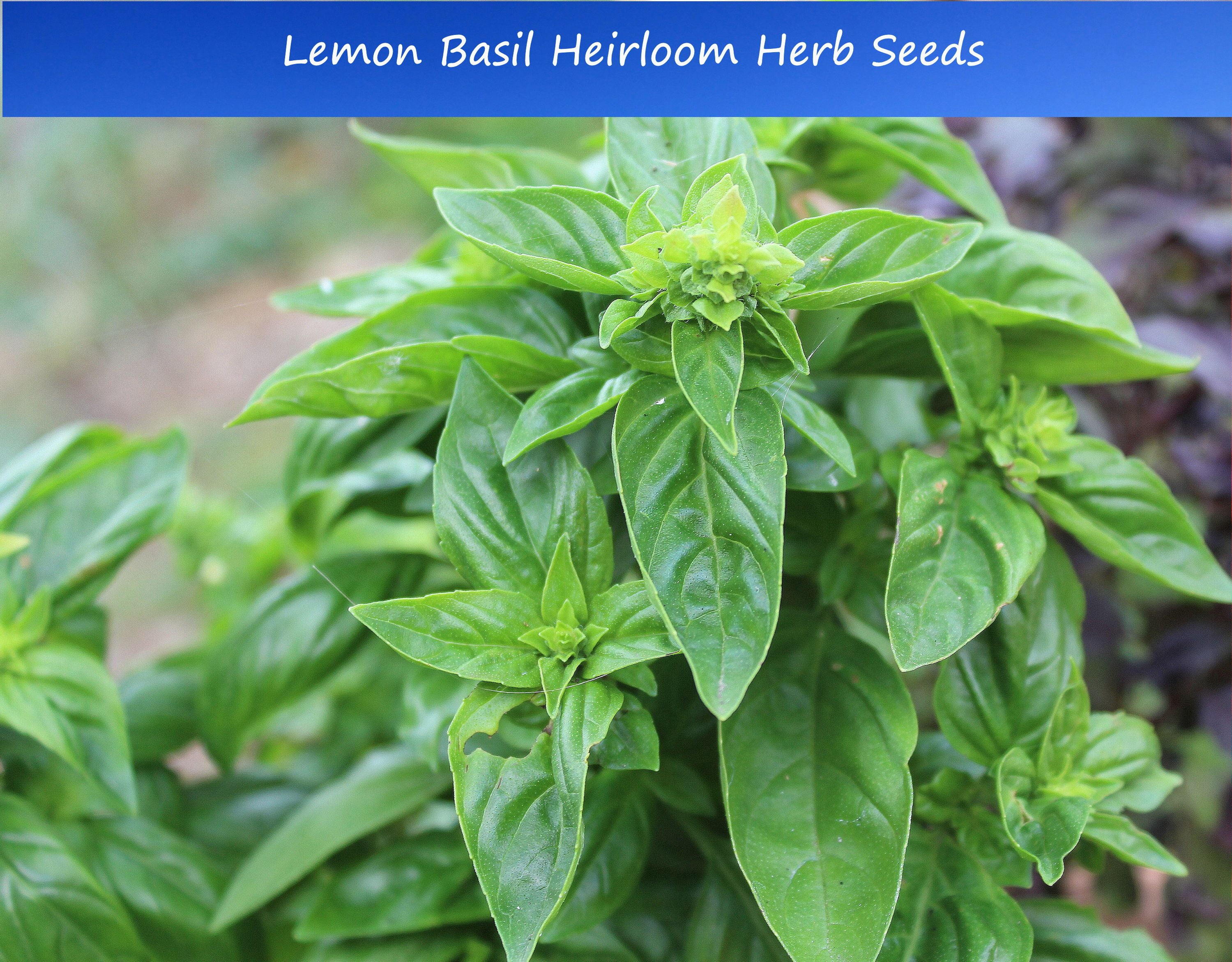 Herb Seeds -Lemon Basil- 100 Heirloom Seeds -Garden Herb Seeds! Herb ...