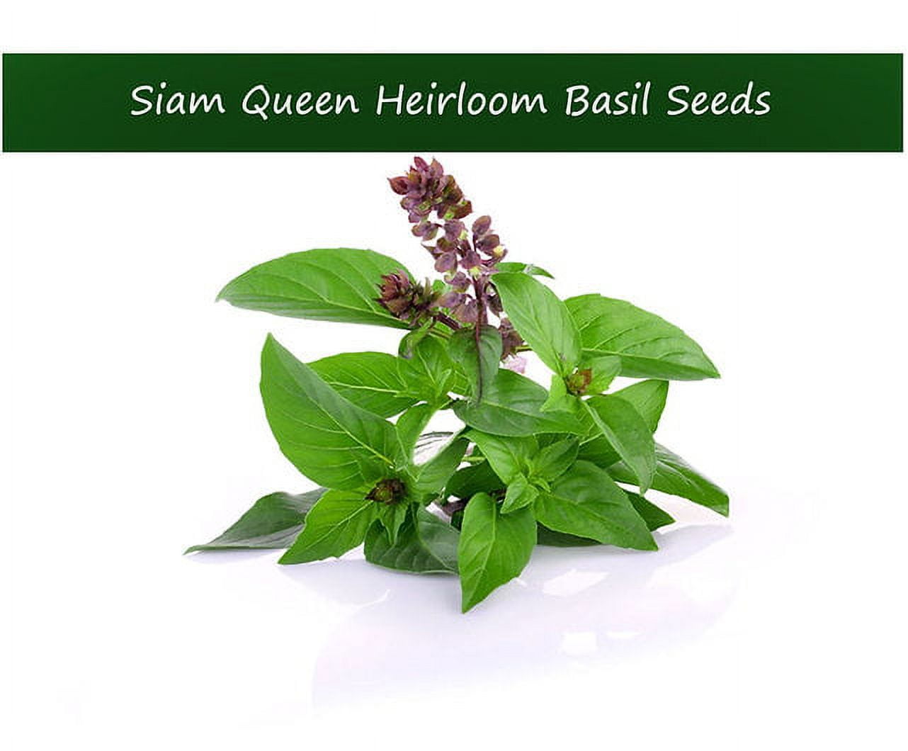 Herb Seeds - Siam Queen Basil-100 Heirloom Garden Herb Seeds! Aromatic ...