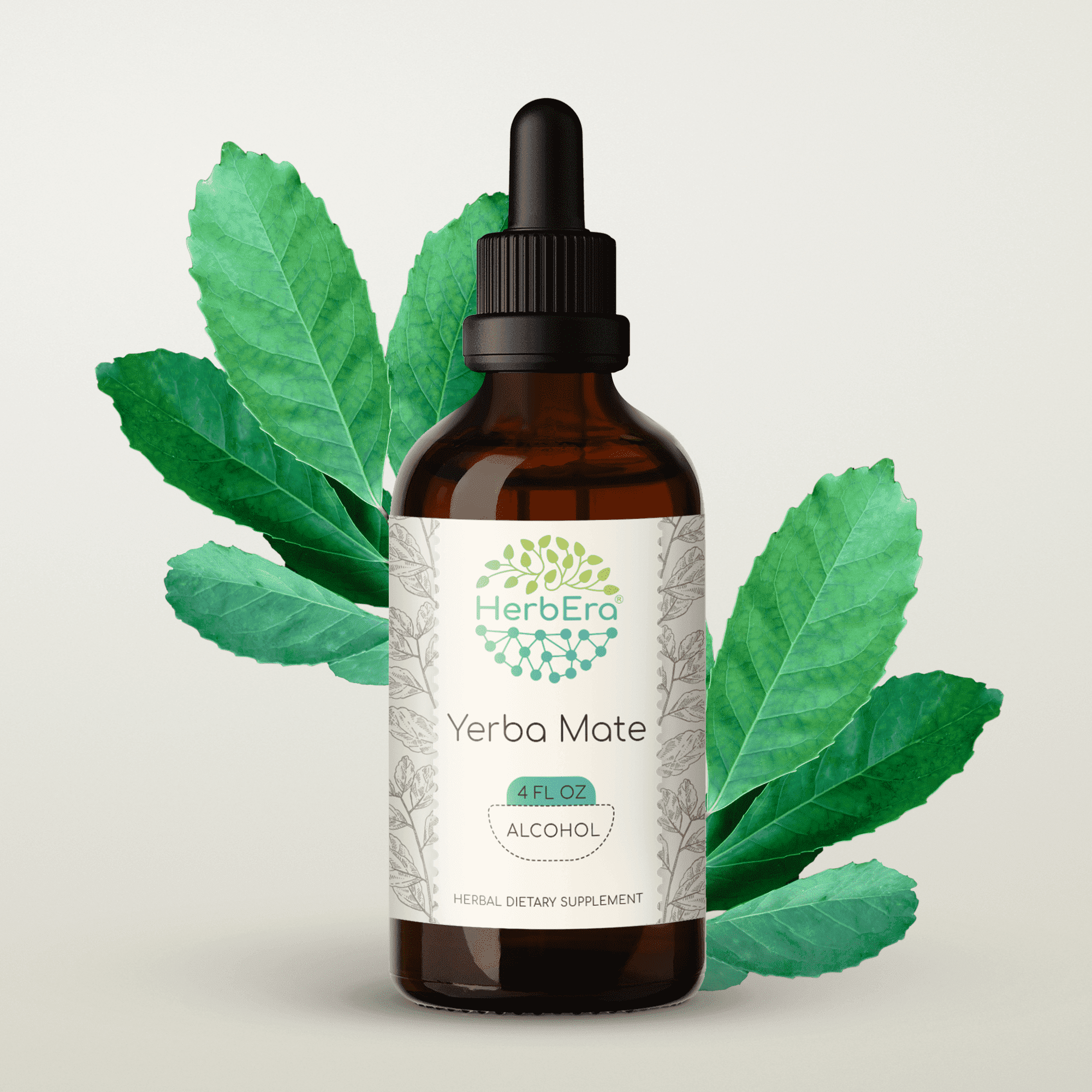 HerbEra Yerba Mate Tincture, Herbal Dietary Supplement for Energy ...