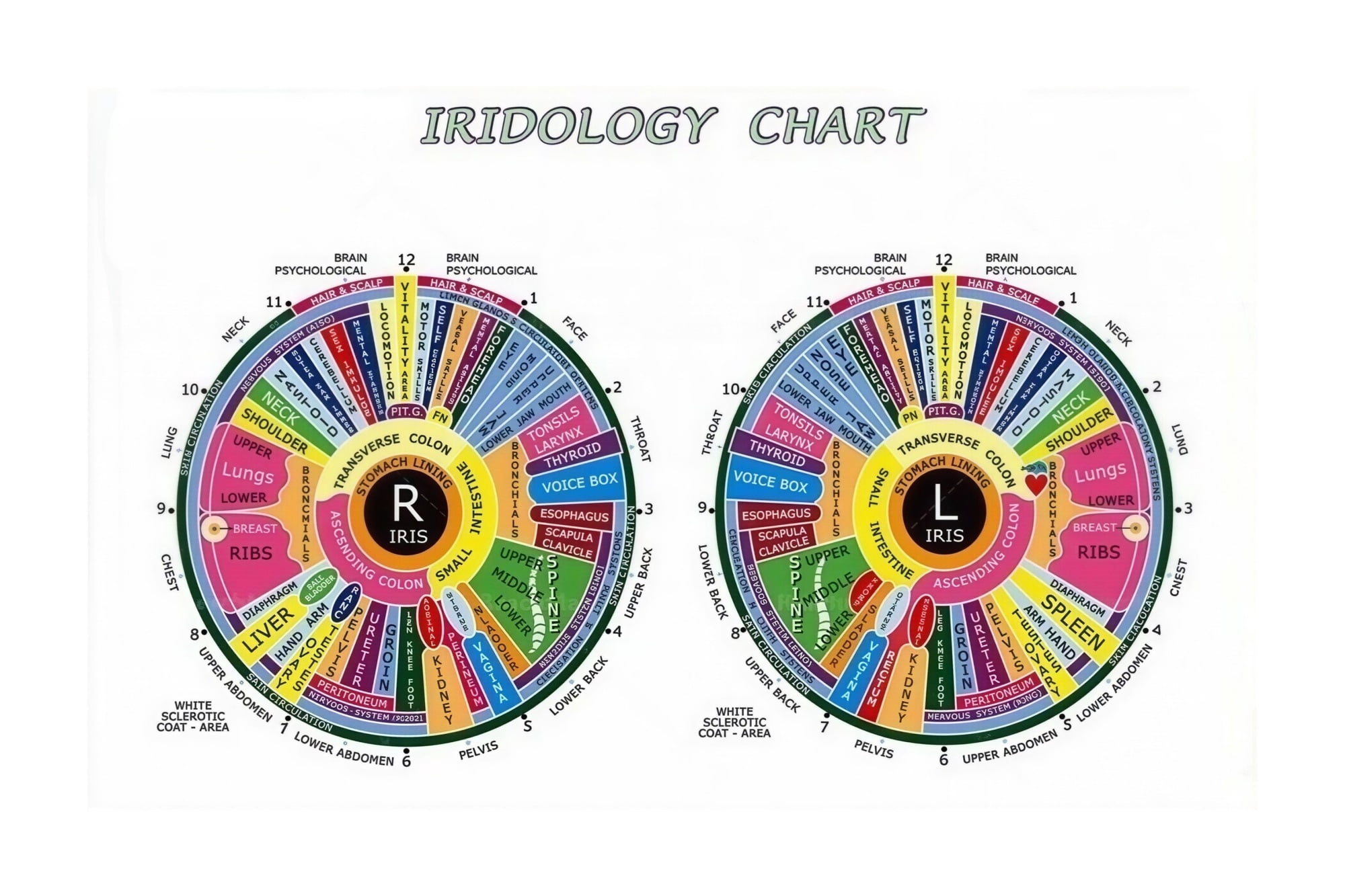 Herbalist Healer Reference Complete Iridology Chart Poster Eye Analysis ...