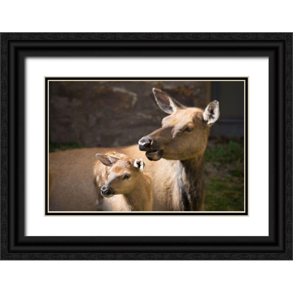 Herbert, Neal 14x11 Black Ornate Wood Framed with Double Matting Museum ...