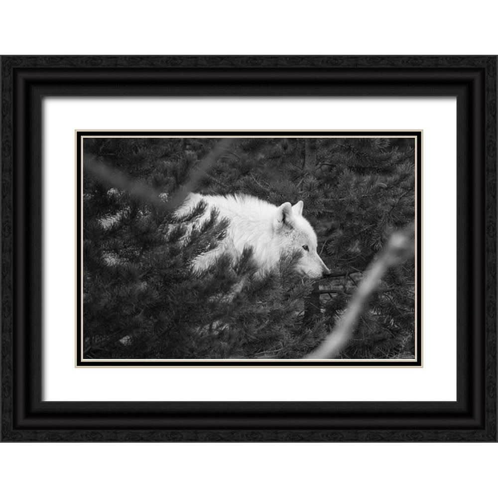 Herbert, Neal 24x17 Black Ornate Wood Framed with Double Matting Museum ...