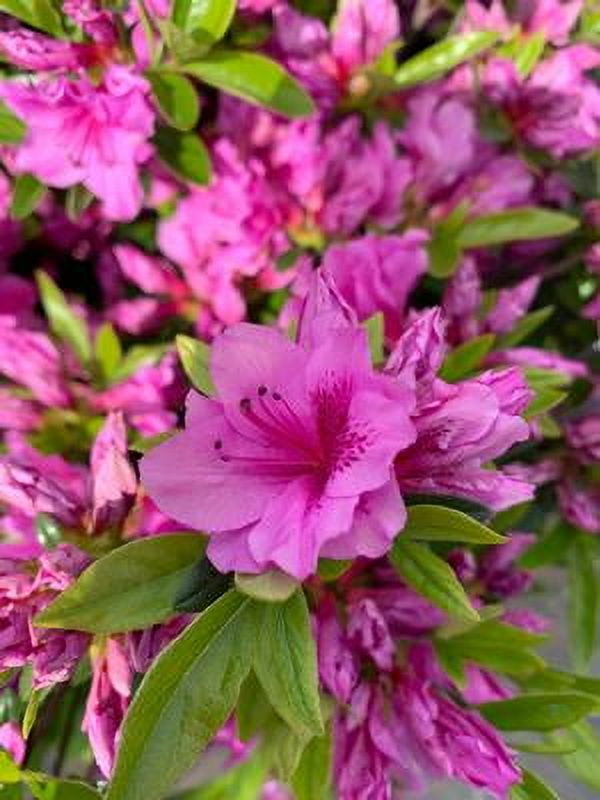 Herbert Purple Azalea - Walmart.com