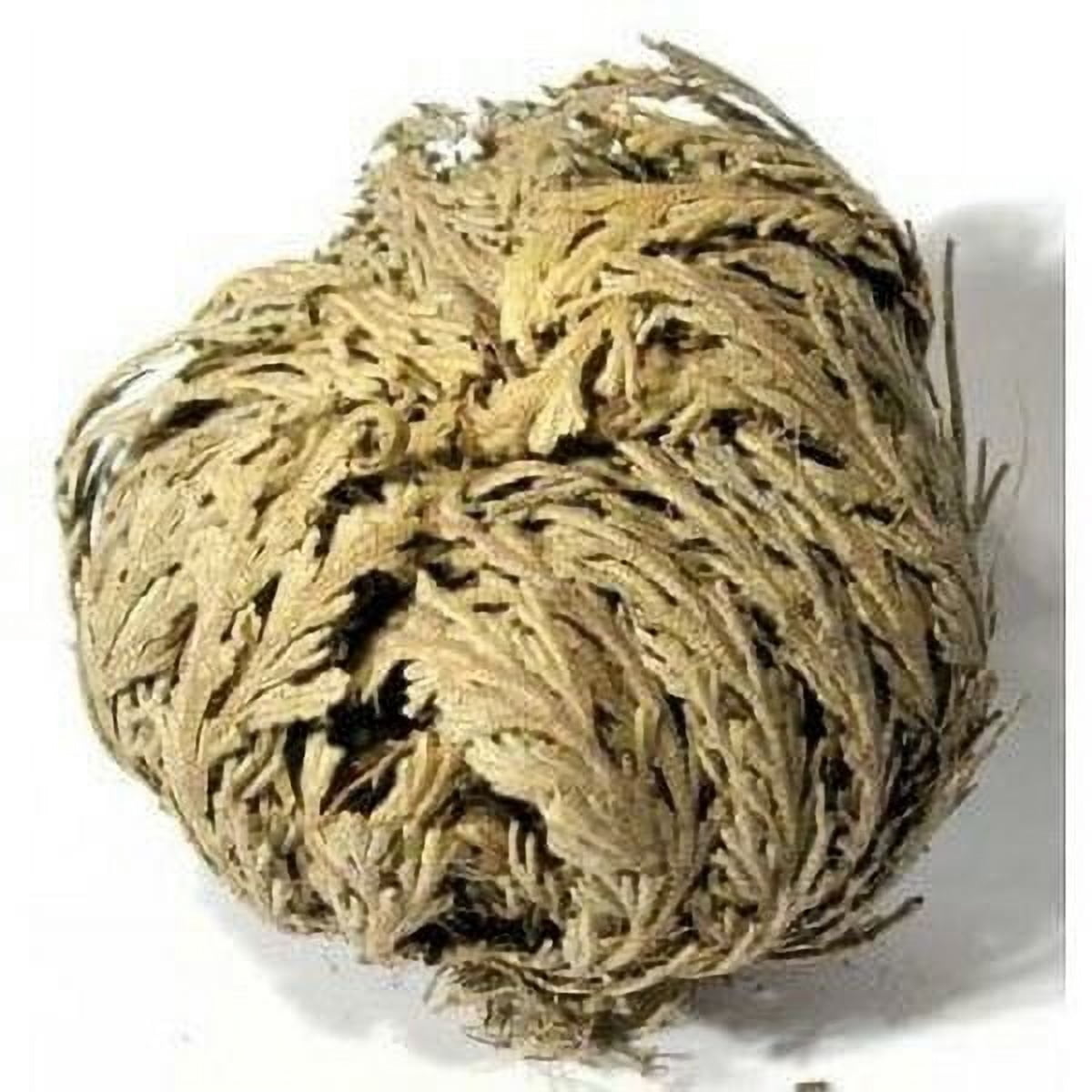 AzureGreen Rose of Jericho, Resurrection Plant, Live, Peace and ...