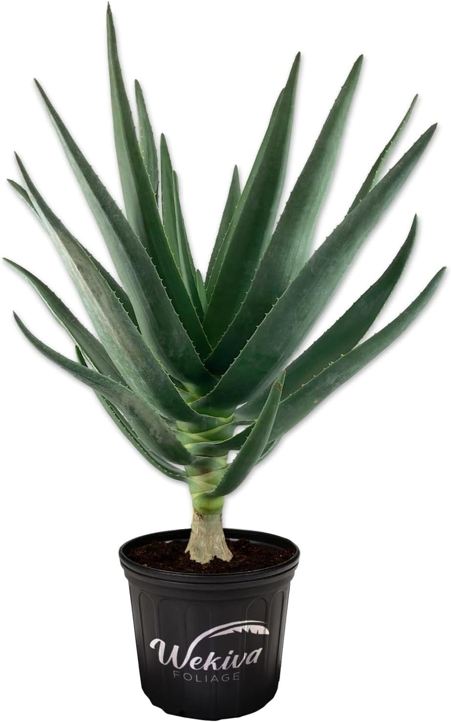 Hercules Aloe Tree - Live Plant in a 3 Gallon Growers Pot - Aloidendron ...