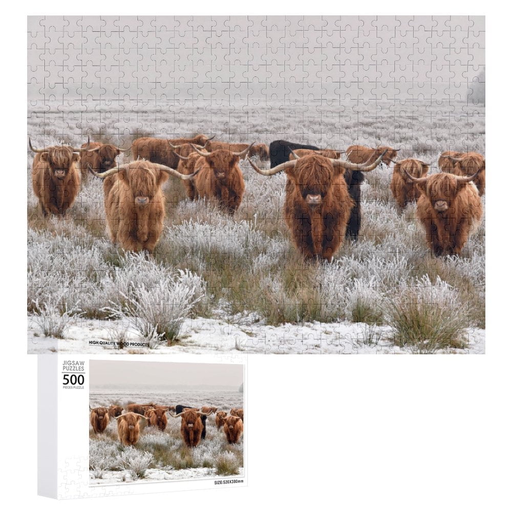 Herd of Red Brown Scottish Highlanders in A Natural Winter Landscape ...