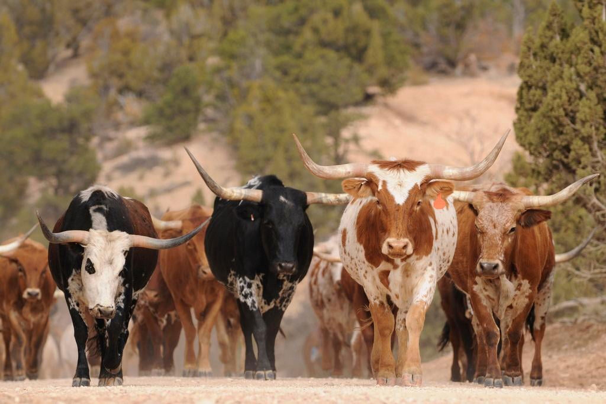 Herd of Texas Longhorn Cattle On Southern Utah Mountain Ranch Cows ...