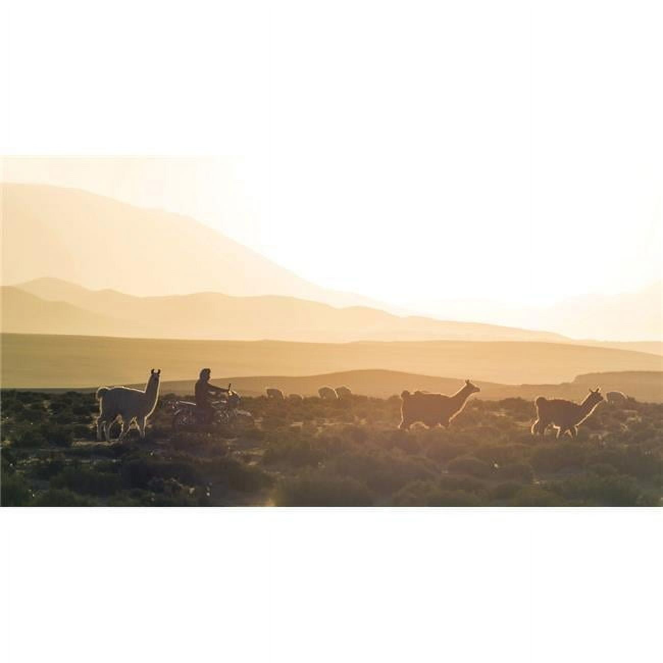 Herd of Llamas (Lama glama) in a desert Villa Alota Altiplano Bolivia ...