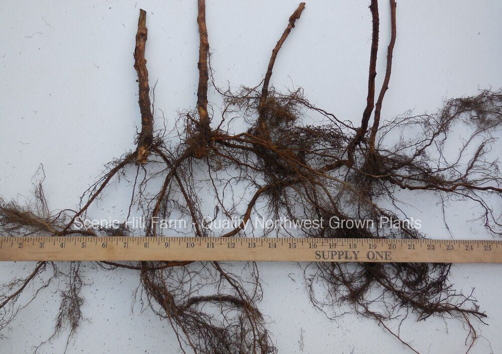 Heritage Everbearing Raspberry Plants - 2 Year Bare Root - Large, Sweet ...