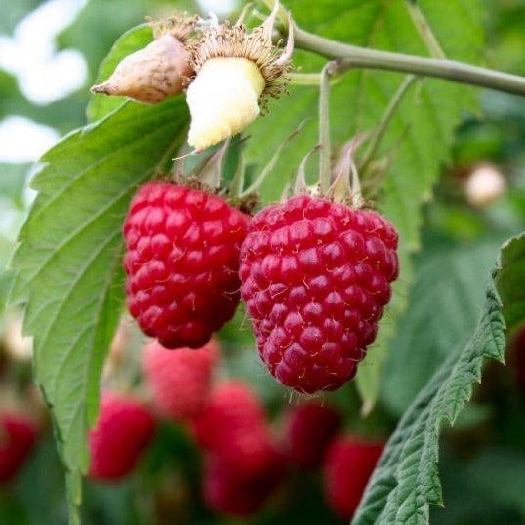 Heritage Raspberry 2 Gallon Potted - Walmart.com
