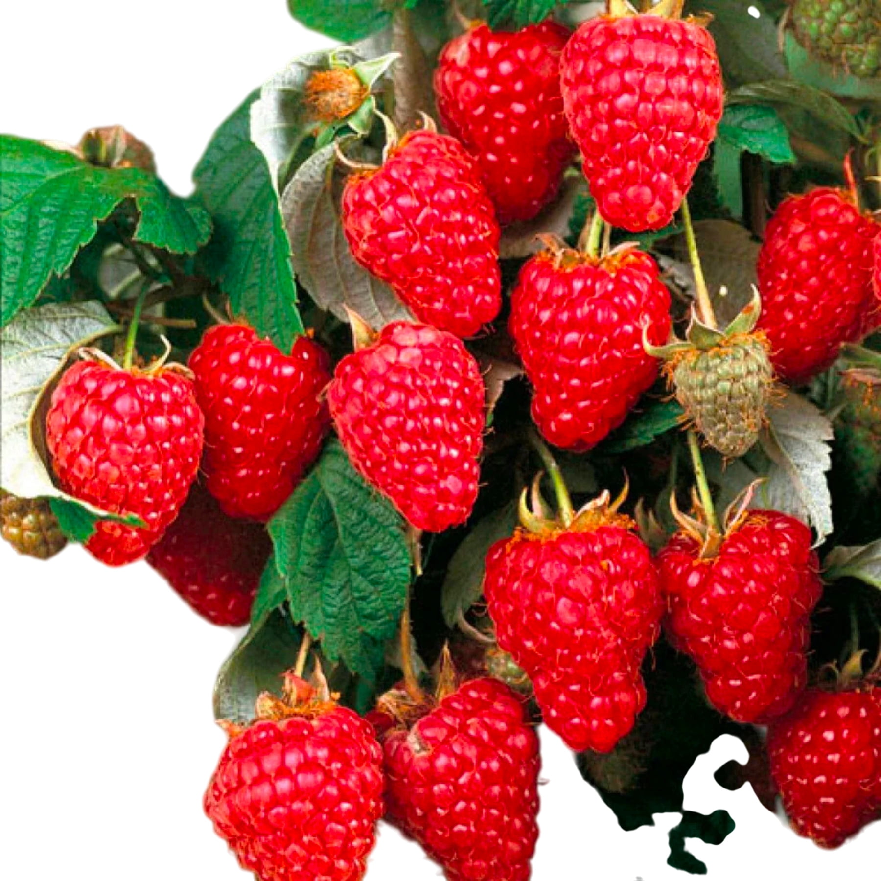 Heritage Raspberry Plant – Live Everbearing Fruit Shrubs with Sweet Red ...