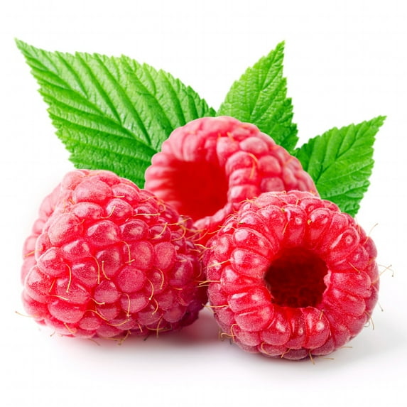 Heritage Red Raspberry Plant - 3.25" Pot - Walmart.com