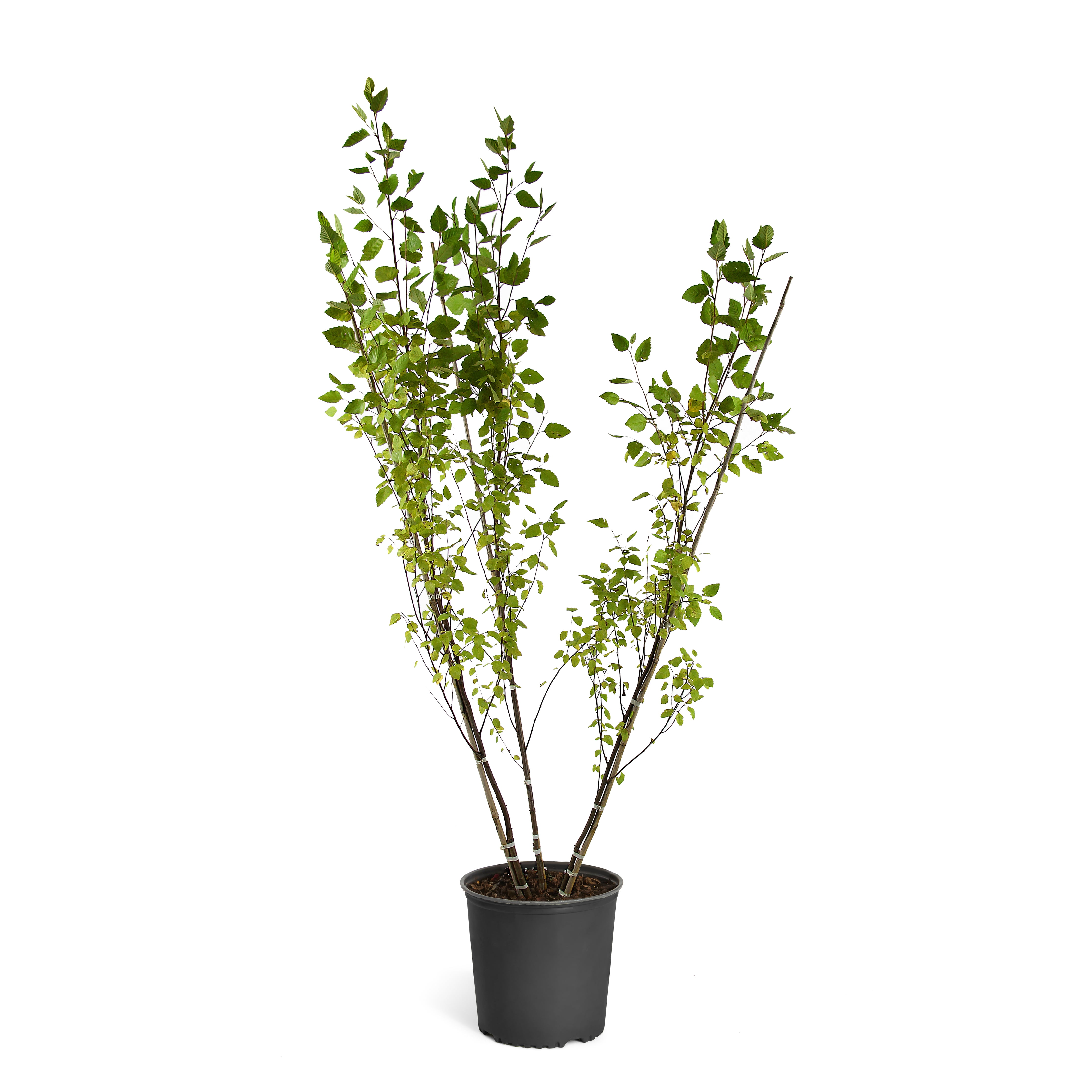 Heritage River Birch Tree - Walmart.com