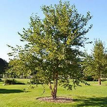 Heritage River Birch Tree - Walmart.com