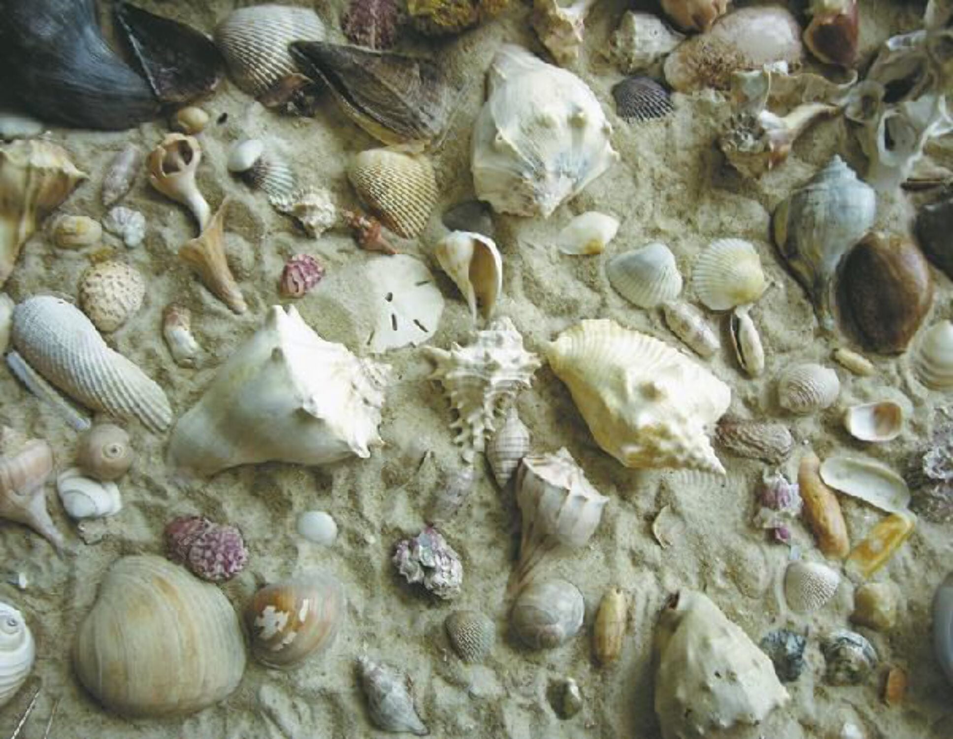 Heritage Sandy Seashells Jigsaw Puzzle - 550 Pieces - She Sells Sea Shells - Walmart.com
