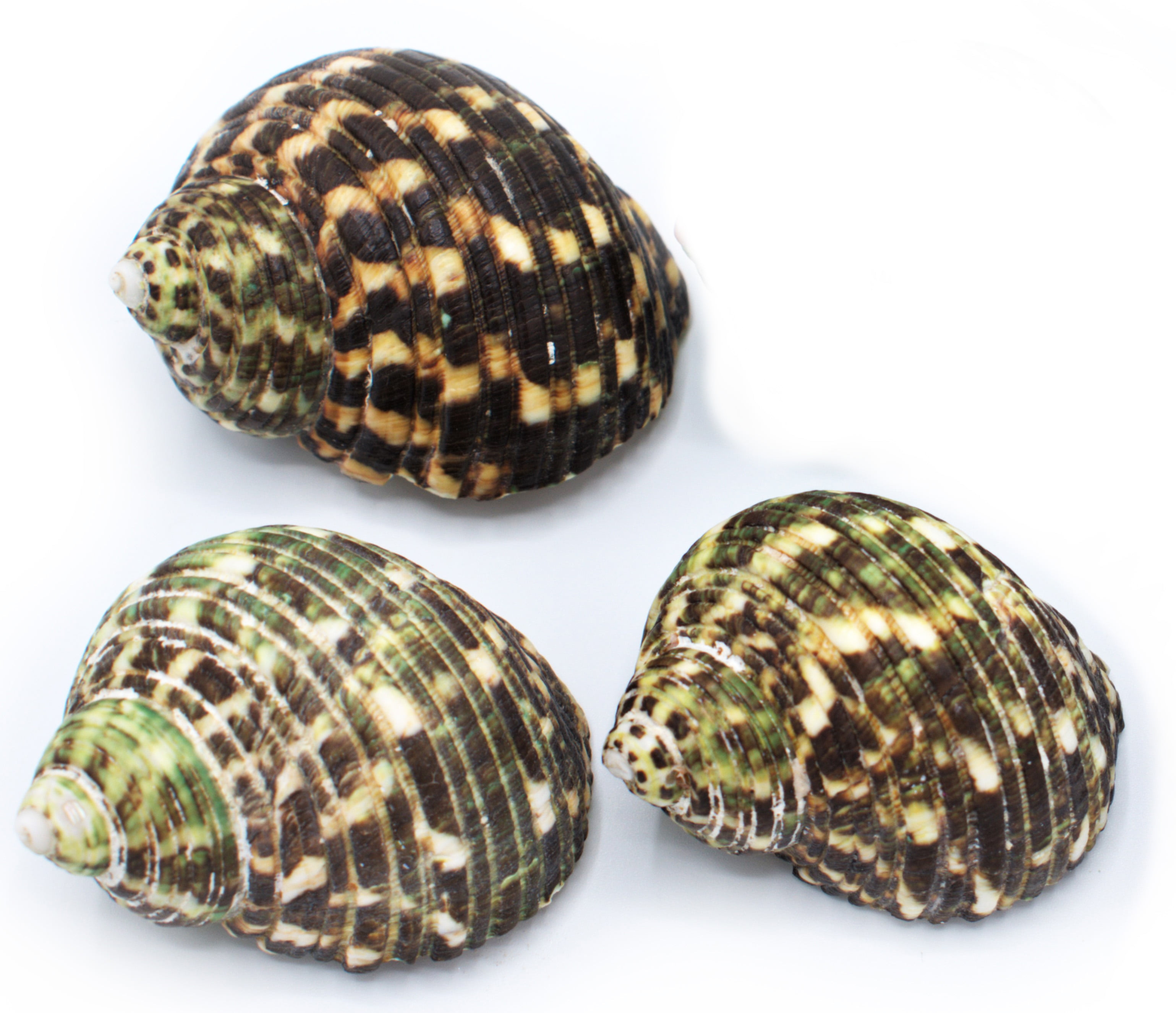 Hermit Crab Shell Set - 3 Large Turbo Changing Shells Size 2-2 1/2 ...