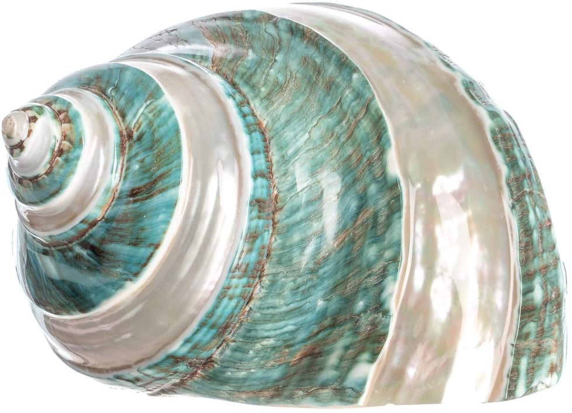 Hermit Crab Shells | 1 Turbo Shell | Jade Green Banded Turbo Shell 4"-4 ...