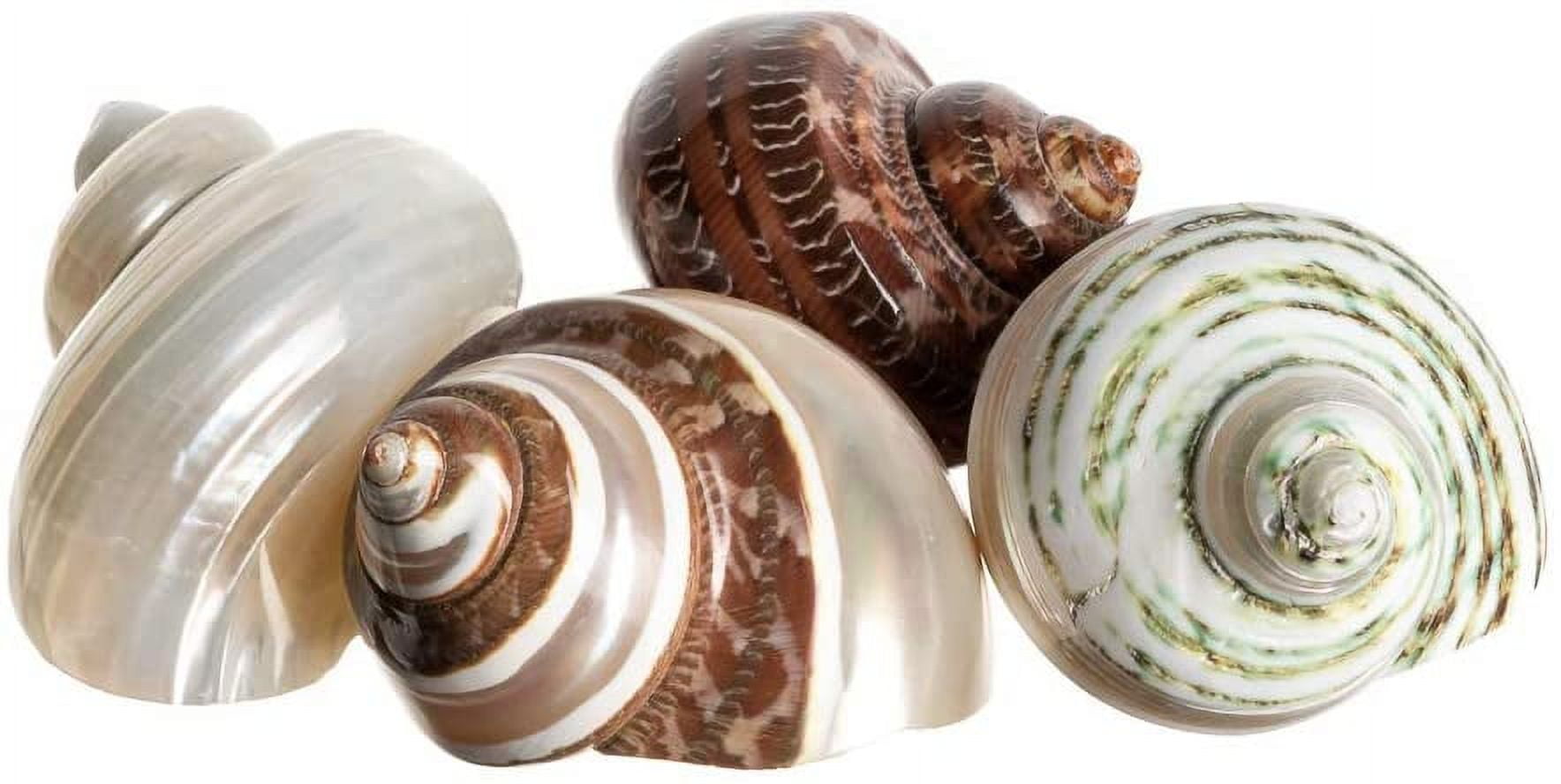 Hermit Crab Shells | 4 Turbo Shells 2"-2.5" | Assorted Polished ...