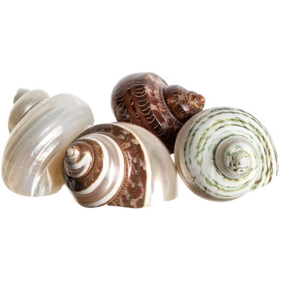 Hermit Crab Shells | 4 Turbo Shells 2"-2.5" | Assorted Polished ...
