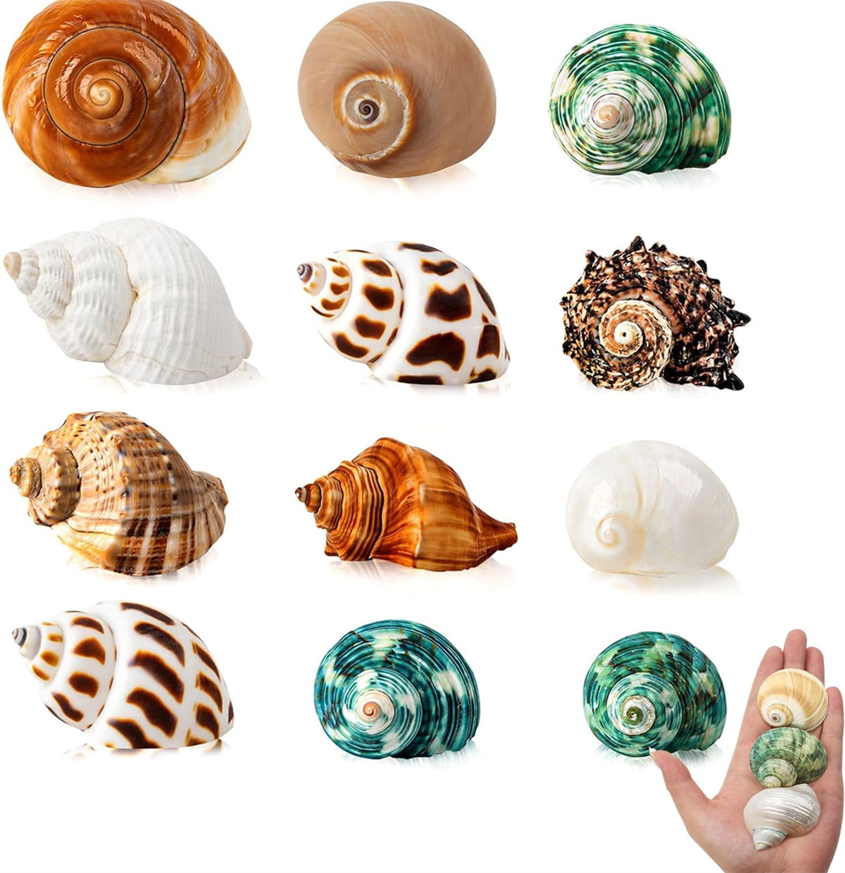 Hermit Crab Shells Large Medium Small | GIXUSIL Sea Conch Size 1.6" - 3 ...