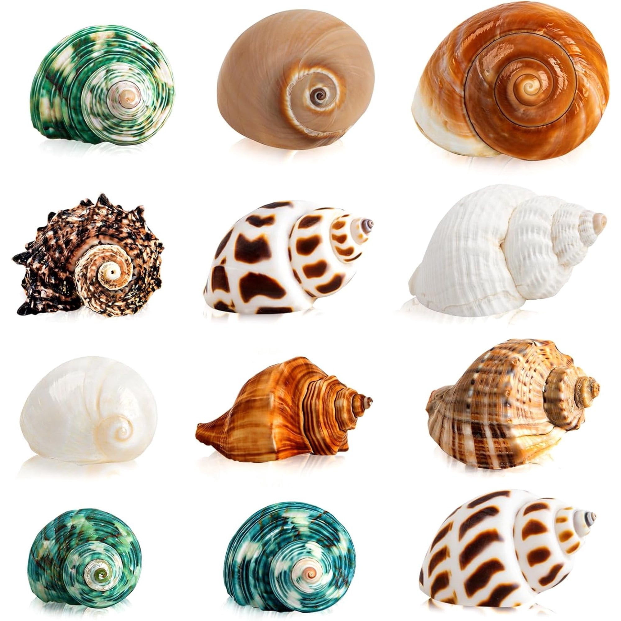 Hermit Crab Shells Set of 12 | Natural Sea Conch Size 1.6"-3.2 ...