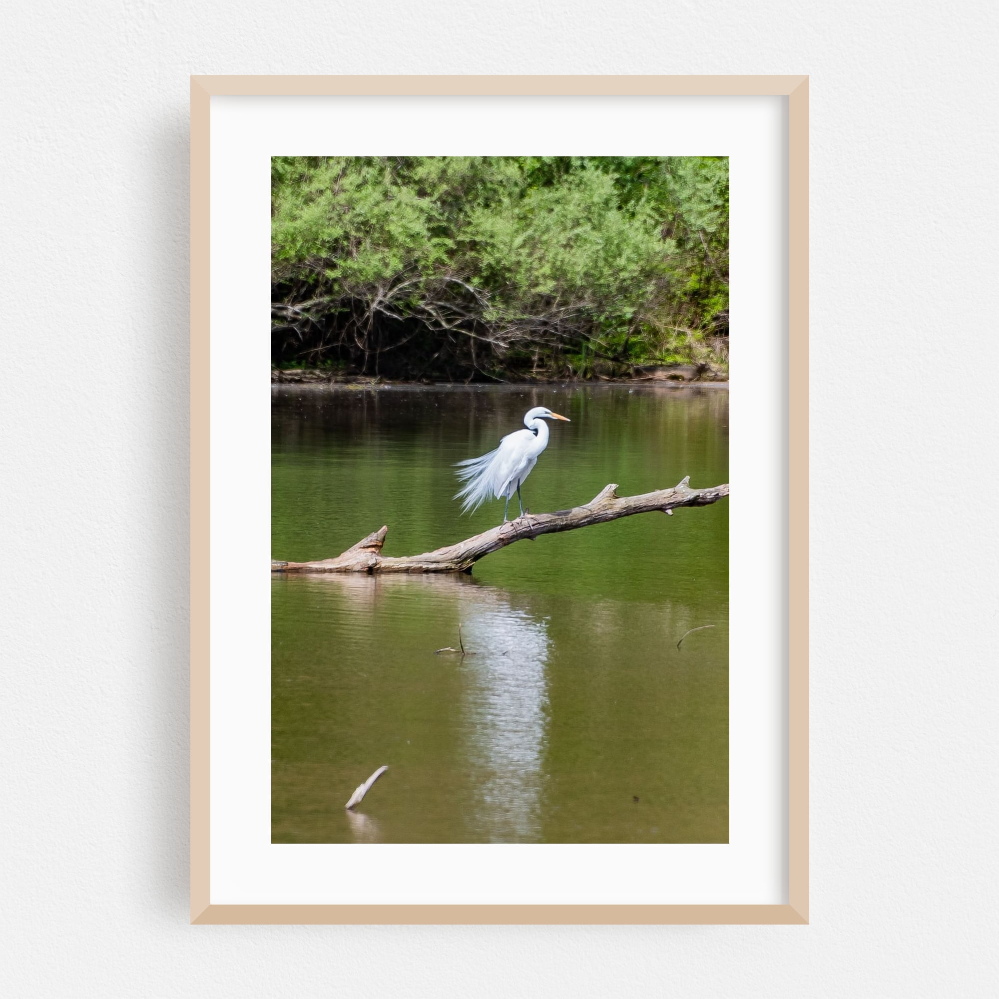Heron Fishing In Lake Redman - York Pennsylvania Photography Wildlife ...