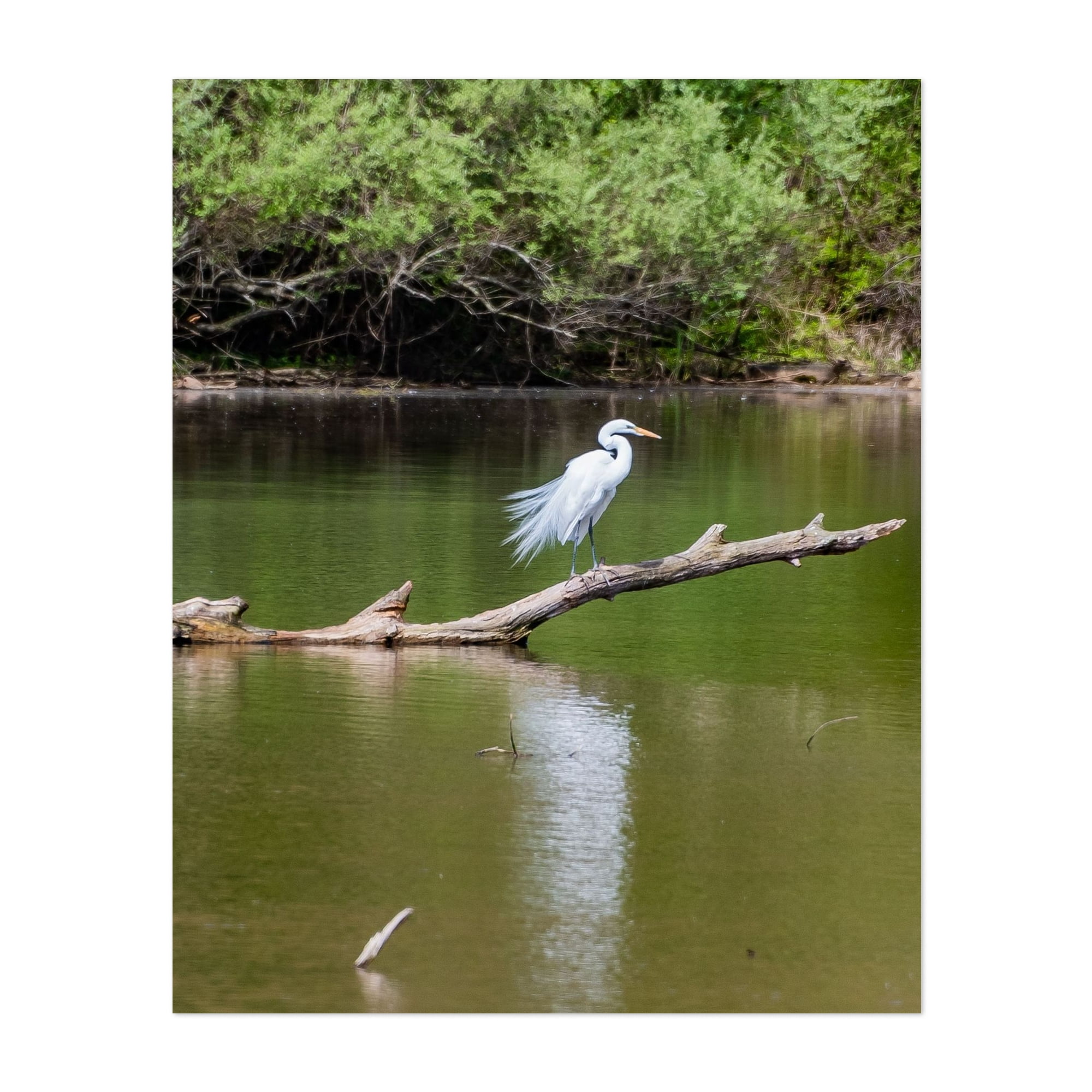Heron Fishing In Lake Redman - York Pennsylvania Photography Wildlife ...