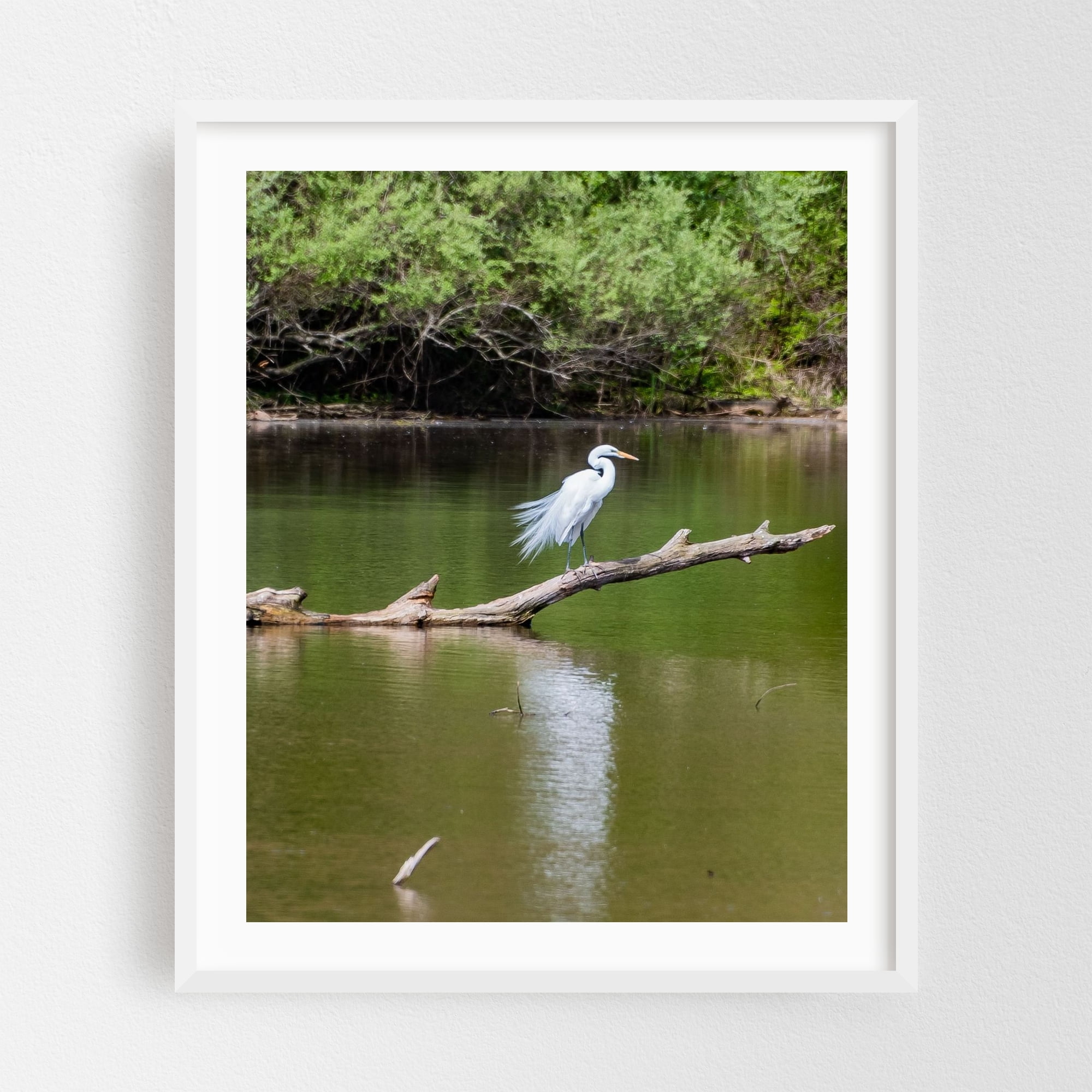 Heron Fishing In Lake Redman - York Pennsylvania Photography Wildlife ...