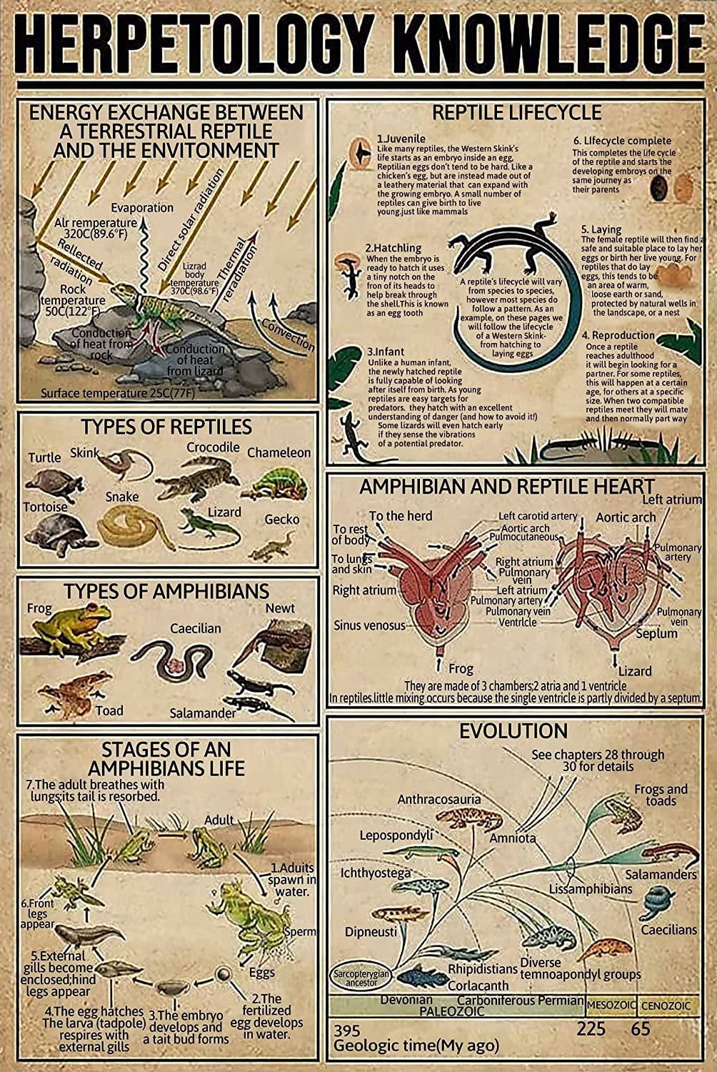 Herpetology Knowledge Metal Sign Poster Types Of Reptiles Poster School ...