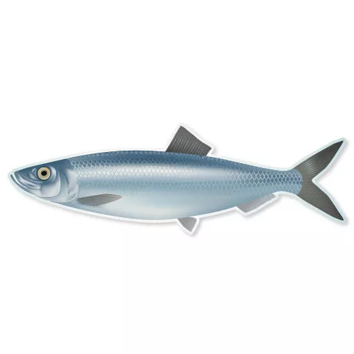 Herring Fish Fishing Sticker Window Decal Phone Decal Water Bottle ...