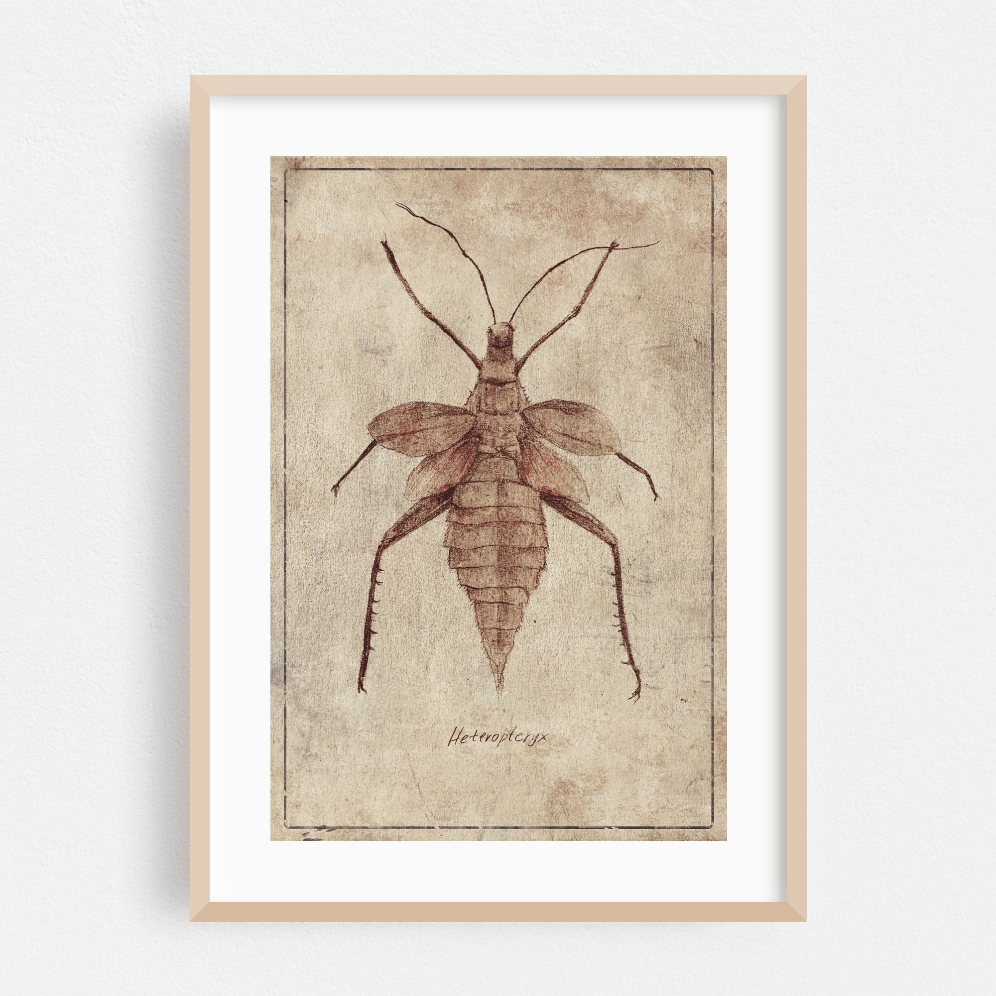Heteroptryx - Drawing Vintage Insect Illustration Botanical Nature ...