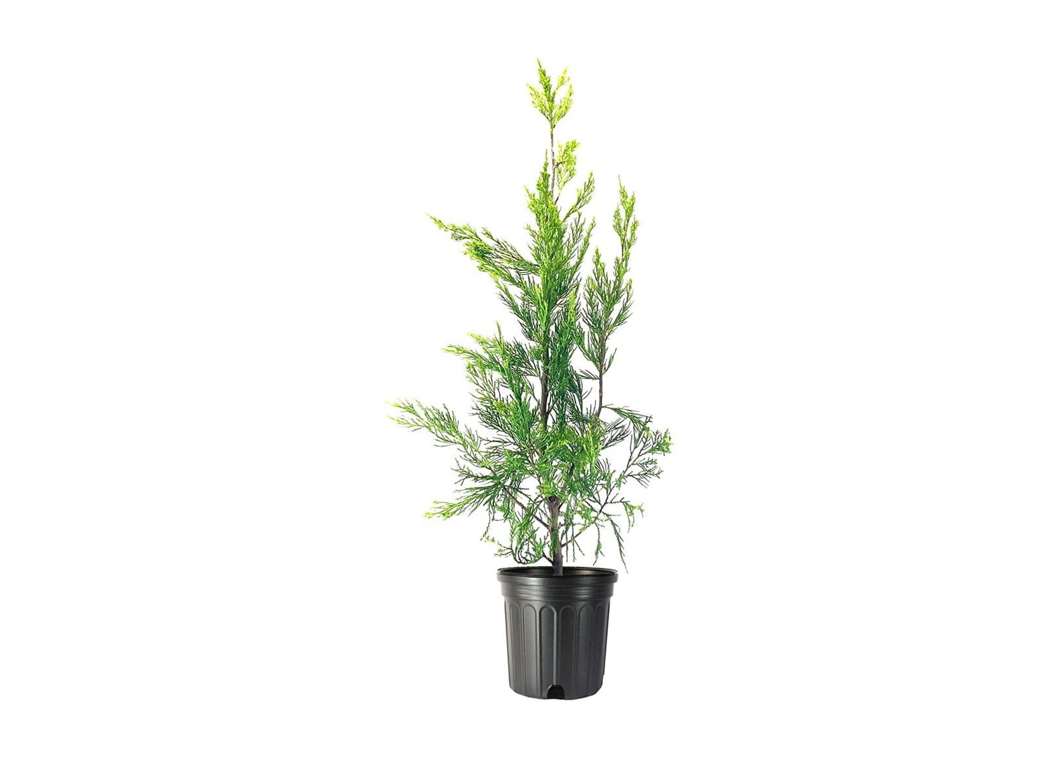 Hetzi Columnar Juniper 1 Live Gallon Size Tree Juniperus Chinensis ...