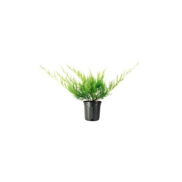 Blue Arrow Juniper - 1 Live Gallon Size Tree - Juniperus Scopulorum ...