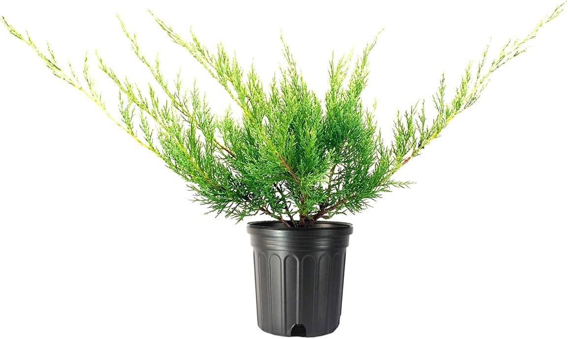 Hetzi Juniper 2 Live Gallon Size Trees Juniperus Chinensis Drought ...