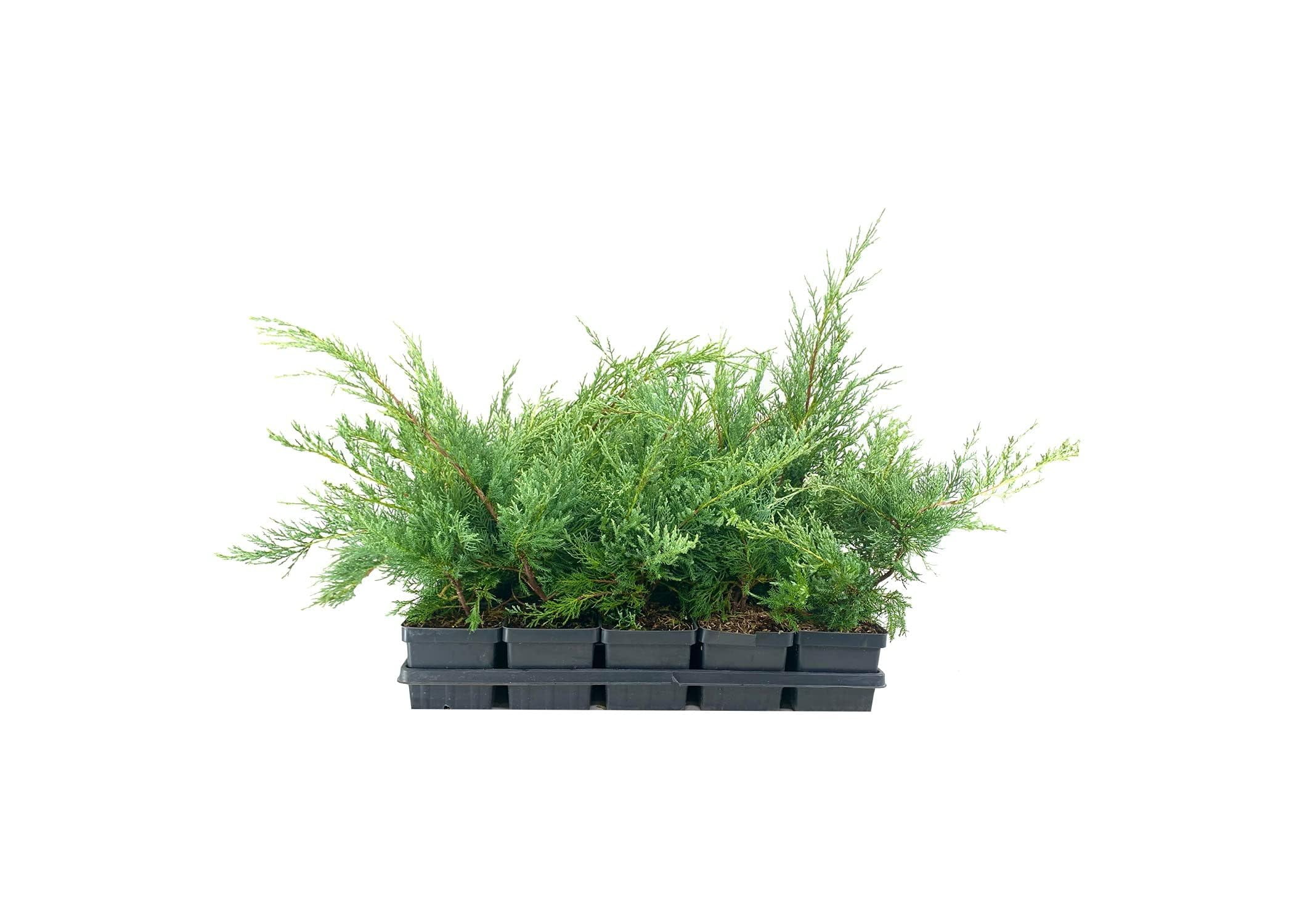 Hetzi Juniper | 5 Live 4 Inch Pots | Juniperus Chinensis | Drought ...